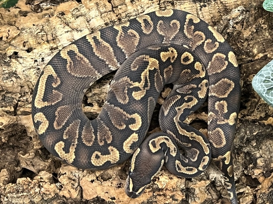 GHI Yellowbelly Ball Python by Curious Pets and Curiosities, Inc