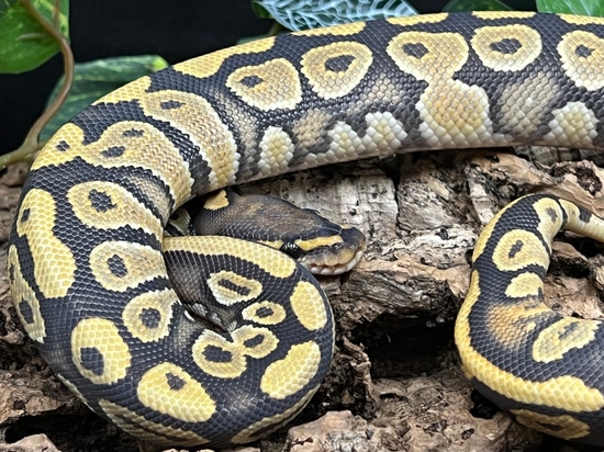 Hypo Ball Python by Reigning Reptiles, LLC - MorphMarket