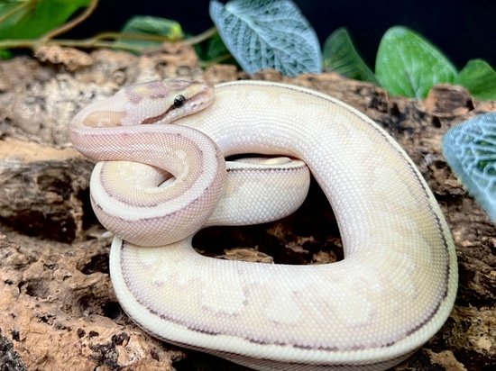 Lucifer Enchi Super Stripe Ball Python by Curious Pets and Curiosities, Inc