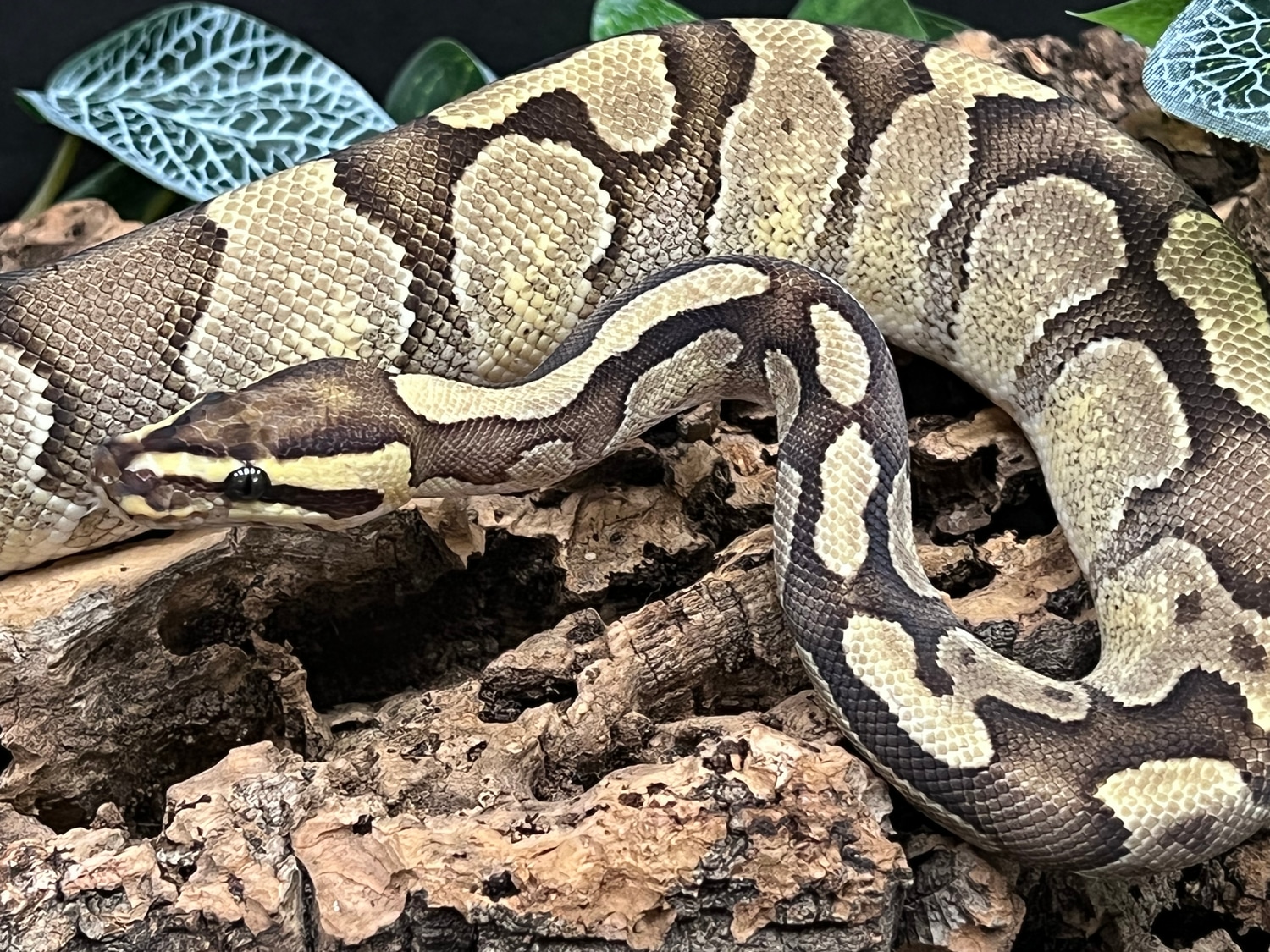Lucifer Enchi Yellowbelly Ball Python by Reigning Reptiles, LLC ...