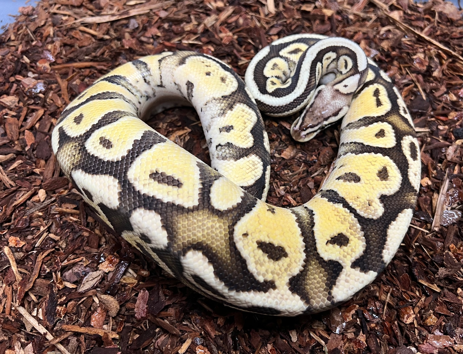 Firefly Ball Python by Reigning Reptiles, LLC - MorphMarket