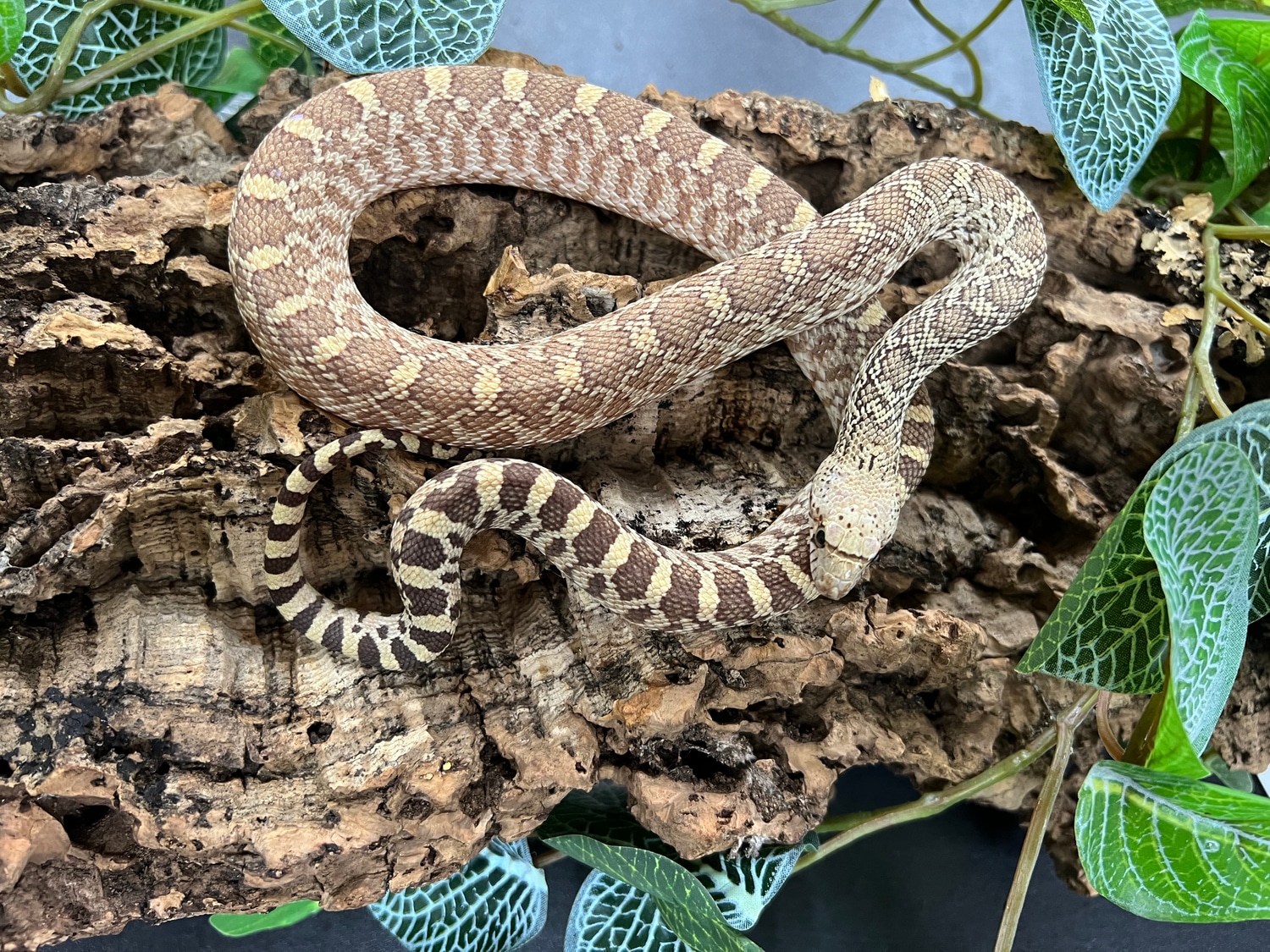 Hypo Stillwater 100% Het Albino 100% Het Whiteside 100% Het Ballum ...