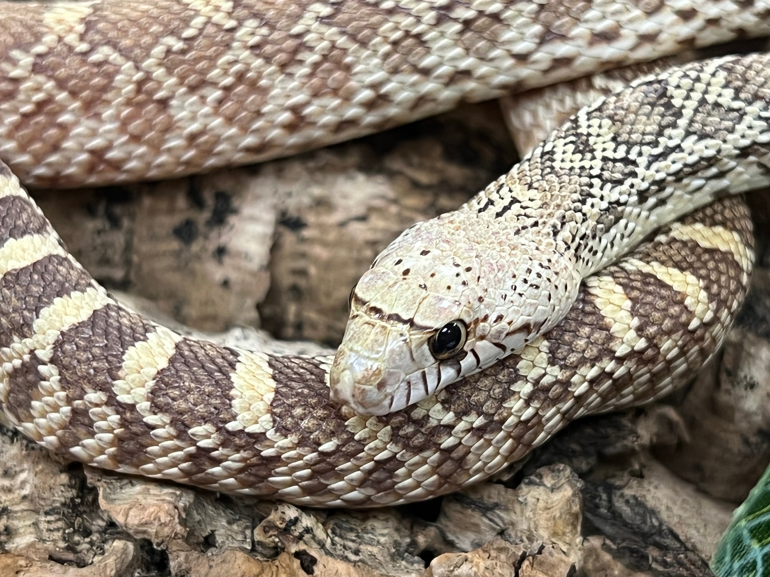 Hypo Stillwater 100% Het Albino 100% Het Whiteside 100% Het Ballum ...