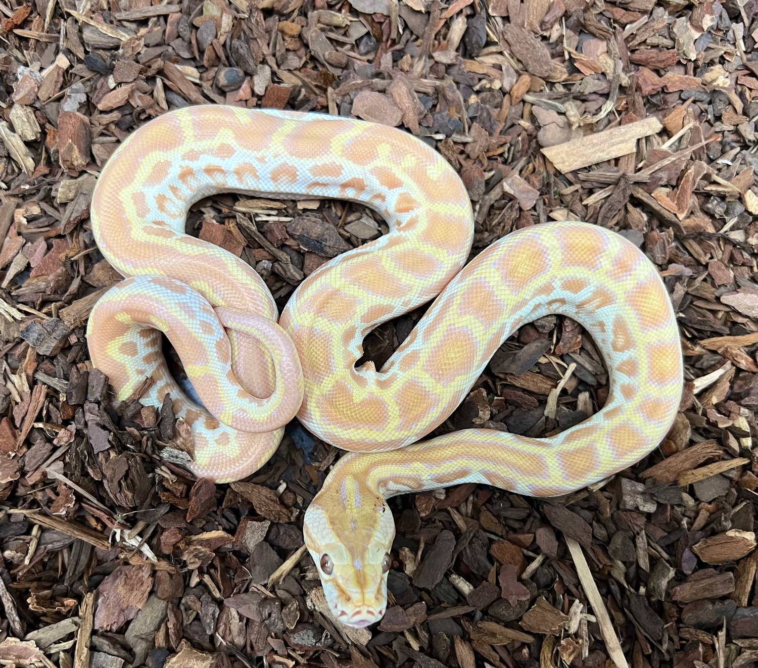 Pearl / Albino Hypo Burmese Python by Reigning Reptiles, LLC - MorphMarket