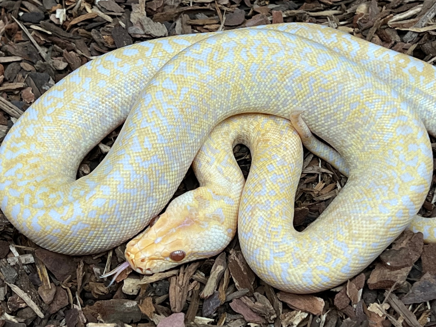 Albino Granite Burmese Python by Reigning Reptiles, LLC - MorphMarket