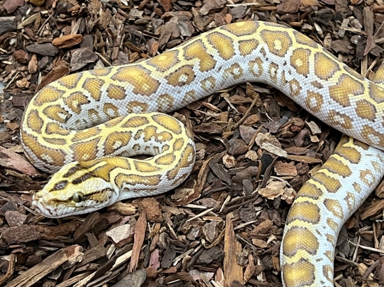 Hypo Burmese Python by Curious Pets and Curiosities, Inc