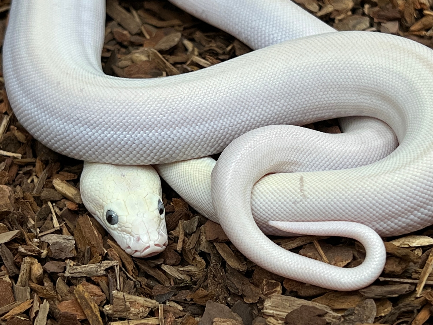 Super Hypo Burmese Python by Reigning Reptiles, LLC - MorphMarket