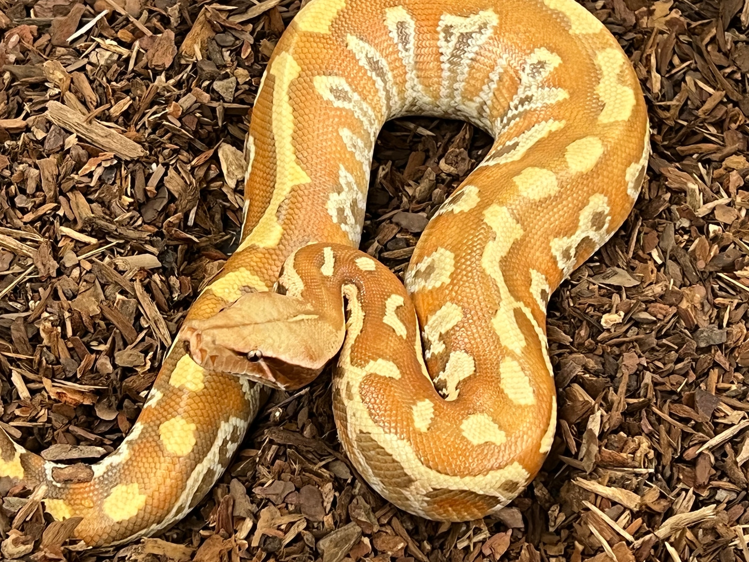 T+ Albino Blood Python by Reigning Reptiles, LLC - MorphMarket