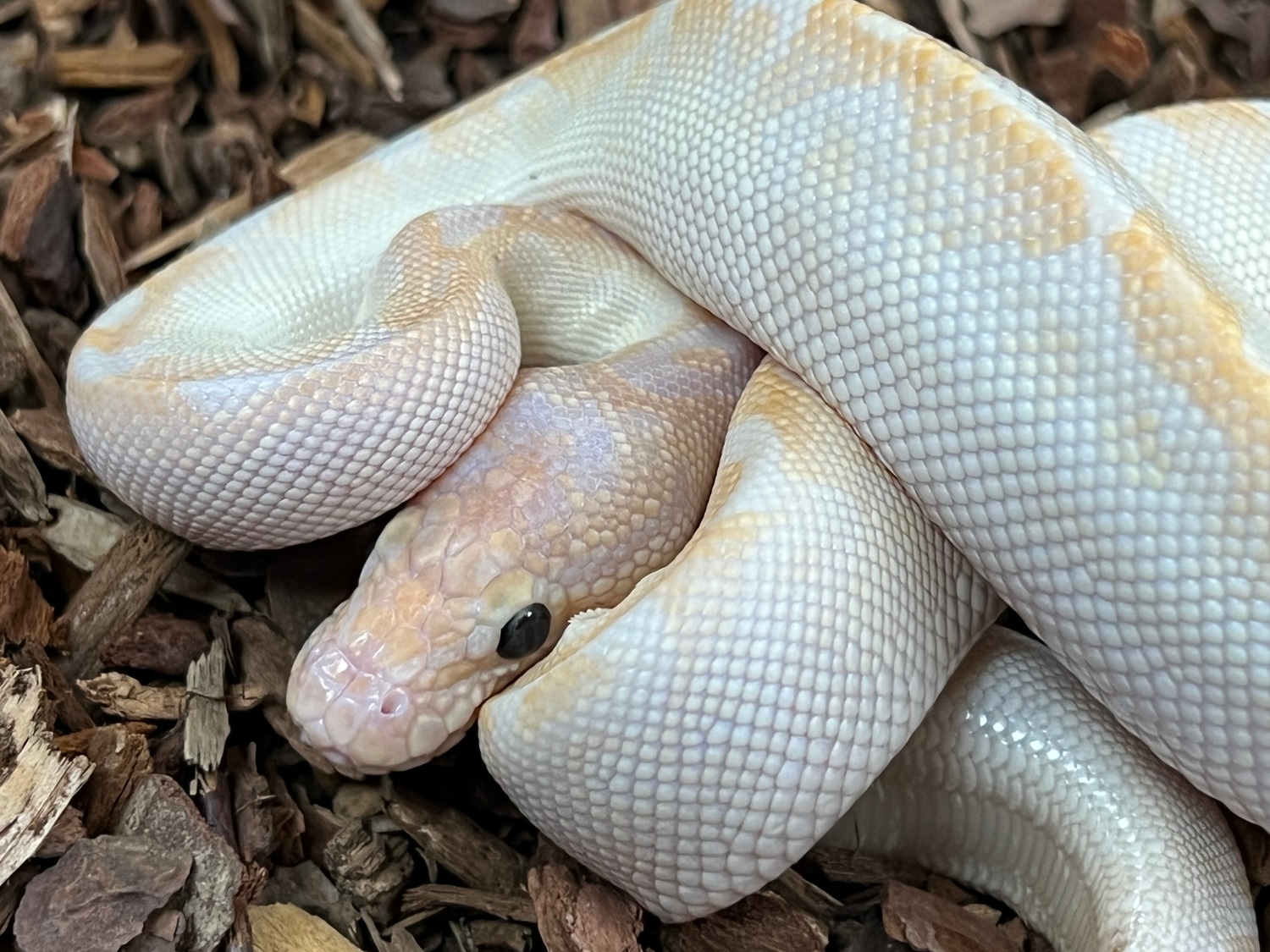 Super Special Ball Python by Curious Pets and Curiosities, Inc ...