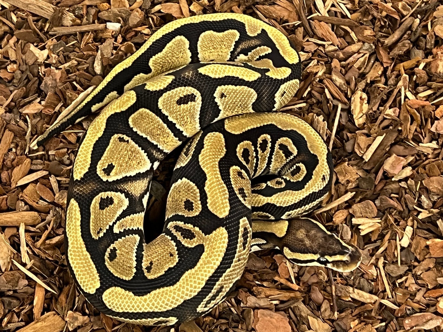 Spark Ball Python by Reigning Reptiles, LLC - MorphMarket