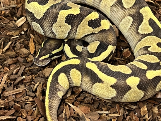 Phantom Enchi Fire Ball Python by Curious Pets and Curiosities, Inc