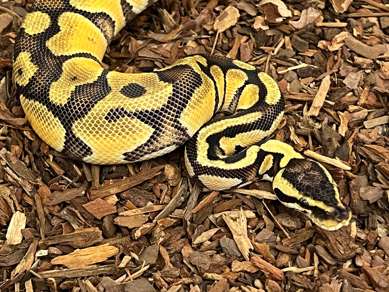 Pastel Enchi Orange Dream Ball Python by Reigning Reptiles, LLC ...