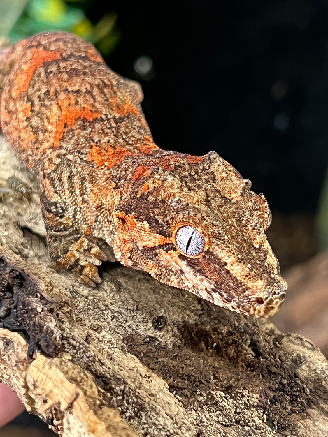 Reticulated Orange Blotch Gargoyle Gecko by Reigning Reptiles, LLC ...