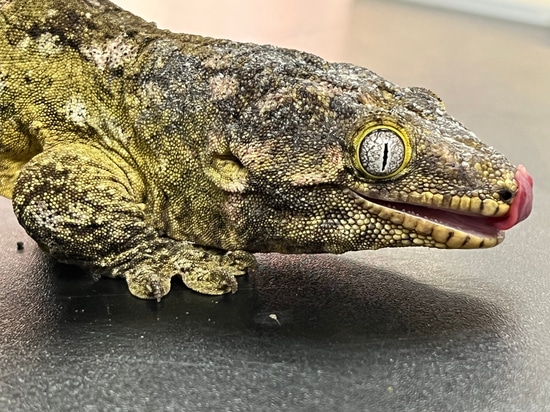 Pine Island Leachianus Gecko by Curious Pets and Curiosities, Inc