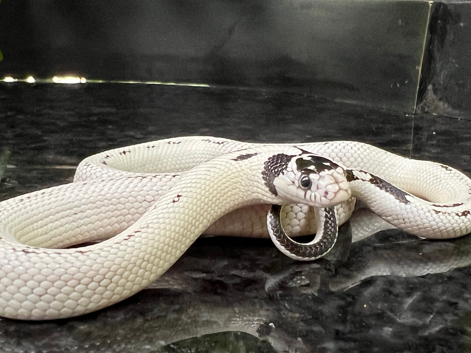 Aberrant High White California Kingsnake by Curious Pets and ...