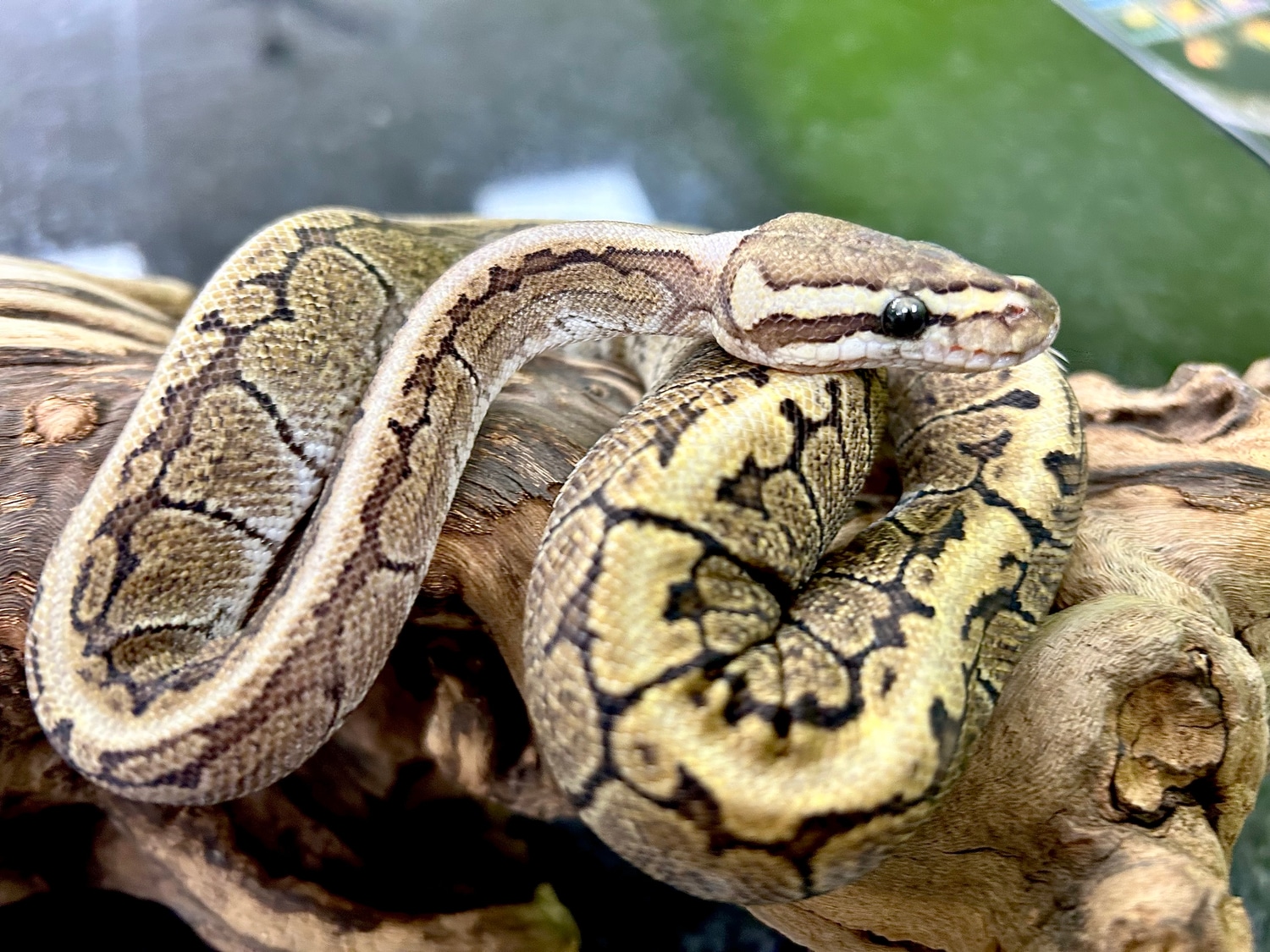 GHI Pinstripe Ball Python by Curious Pets and Curiosities, Inc - MorphMarket