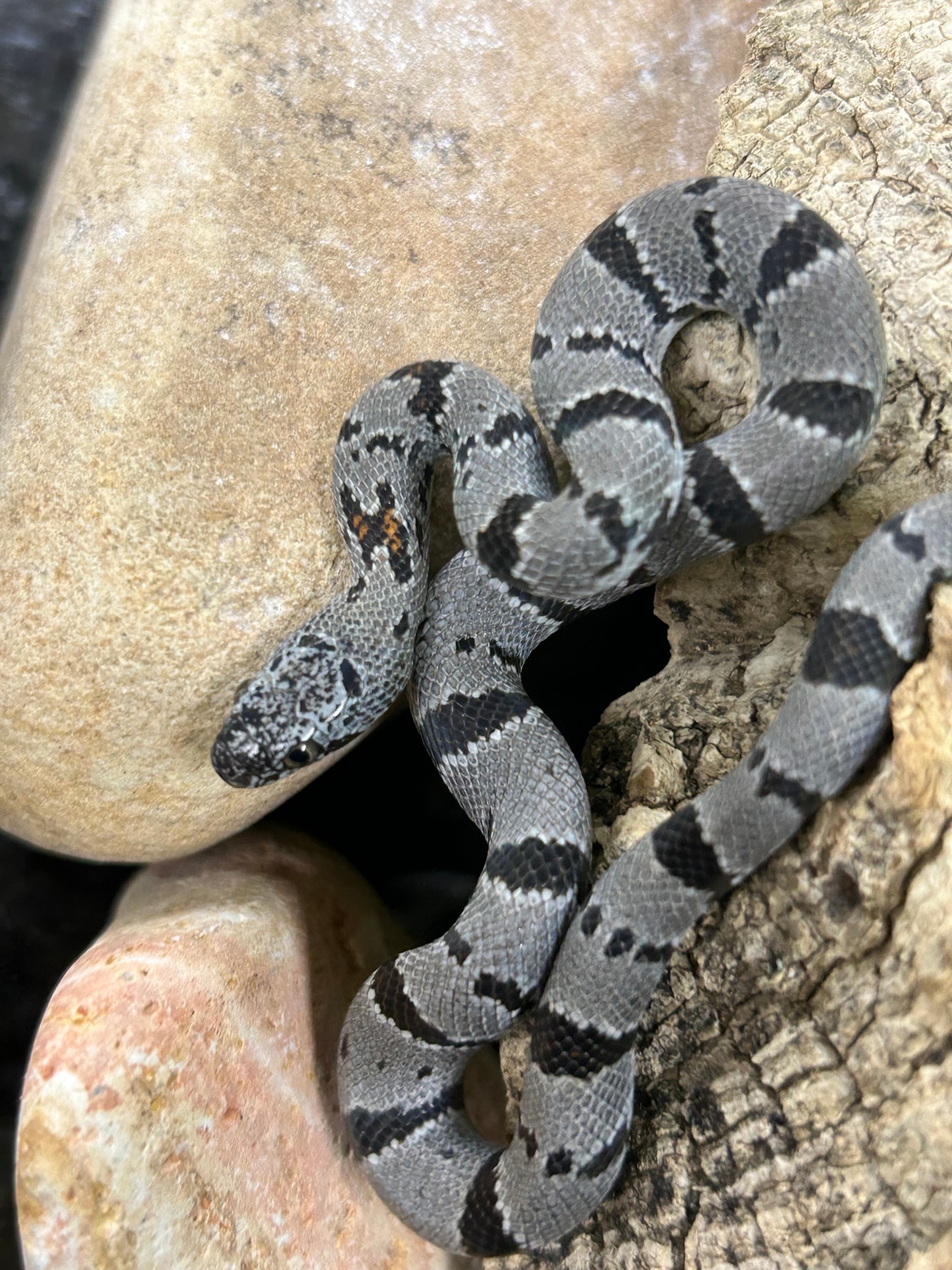 Grey Banded Kingsnake Gray-Banded Kingsnake by Curious Pets and ...