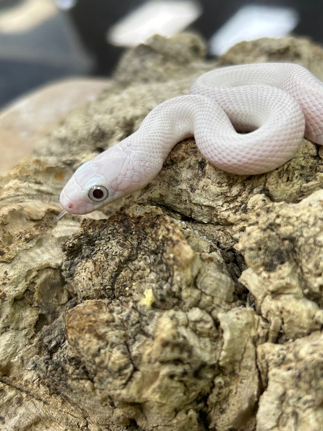 Leucistic Texas Western Rat Snake by Curious Pets and Curiosities, Inc ...