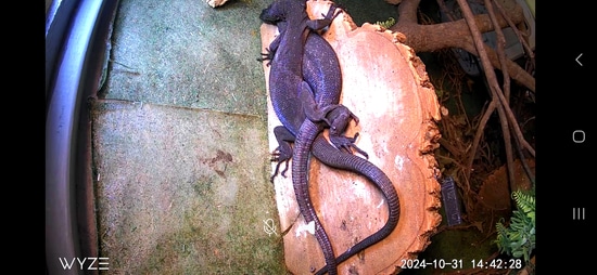 Black Tree Monitors Proven Breeding Pair by ReignExoticReptiles