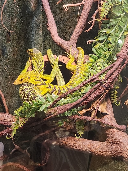 CBB Yellow Tree Monitor Pair by ReignExoticReptiles