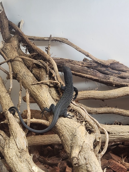 Cbb Baby Black Tree Monitor by ReignExoticReptiles