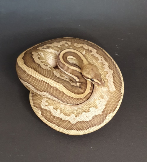 Mojave Fire Leopard DH Clown Pied Ball Python by Reilreptiles