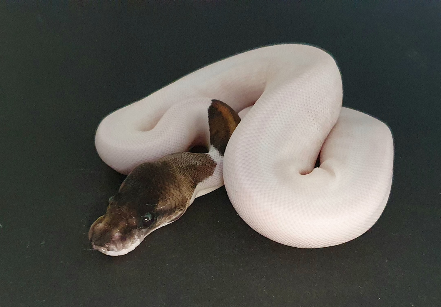 Black Pastel Mahogany Pied Ball Python by Reilreptiles - MorphMarket