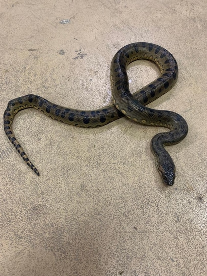 Young Green Anaconda by Darth's Boas & Pythons