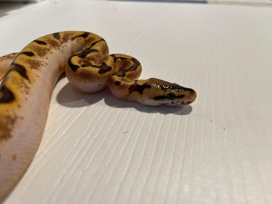 Spider Fire Calico ( Poss YB) Ball Python by Slither Inn