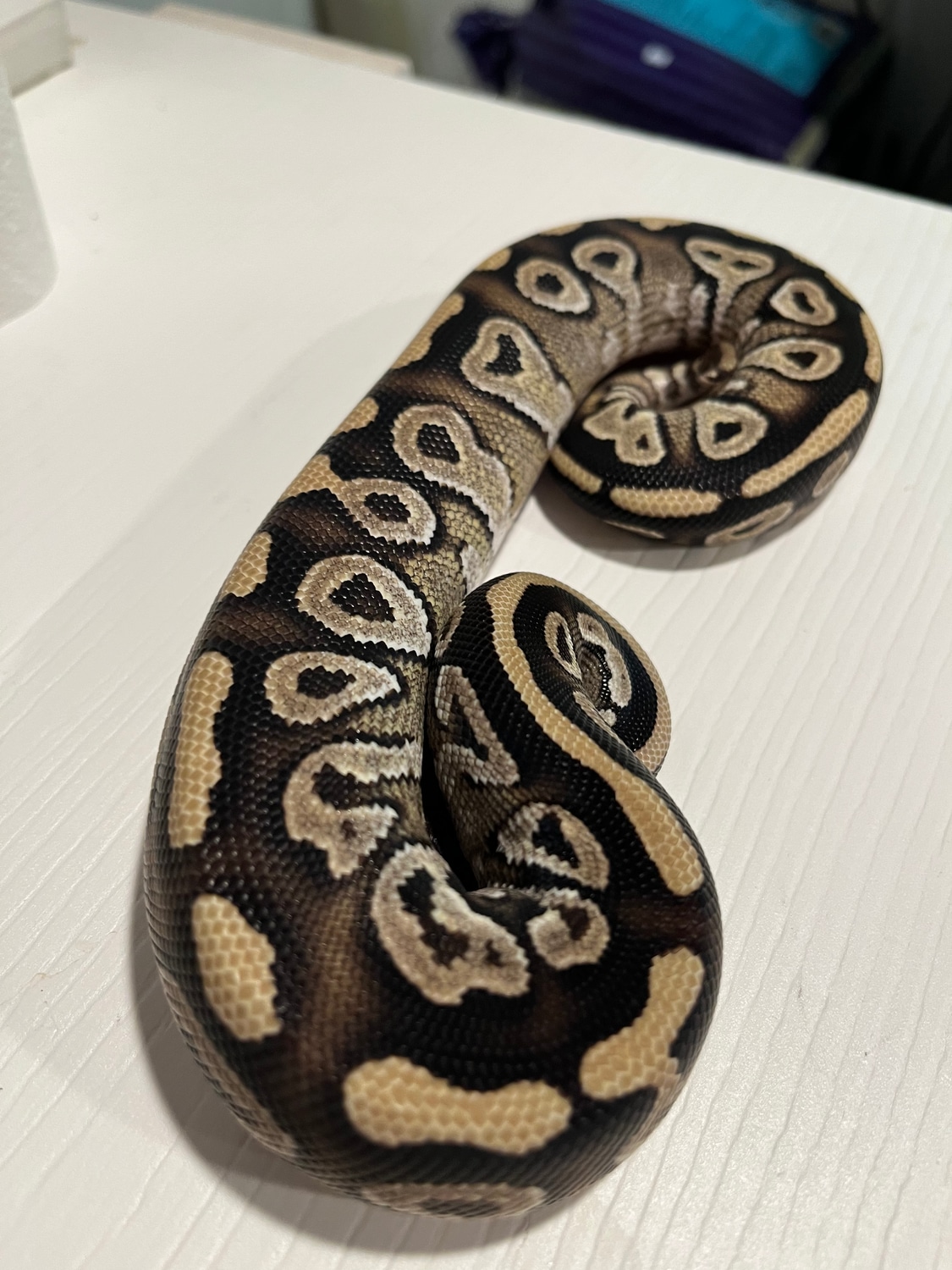 Mojave 100% Het Pied Ball Python by Slither Inn - MorphMarket