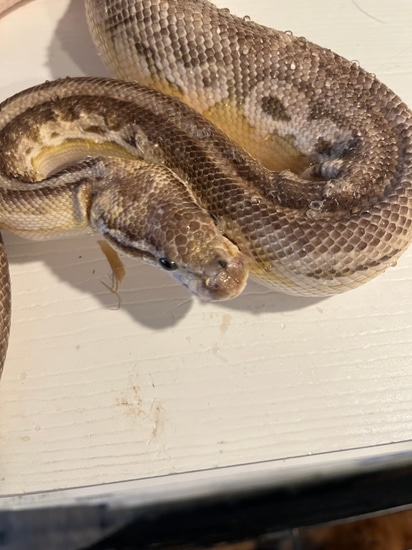 Lesser Silver Streak Ball Python by Slither Inn