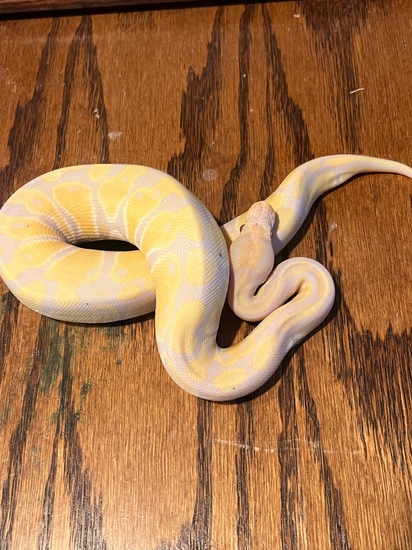 Toffino Ball Python by Slither Inn