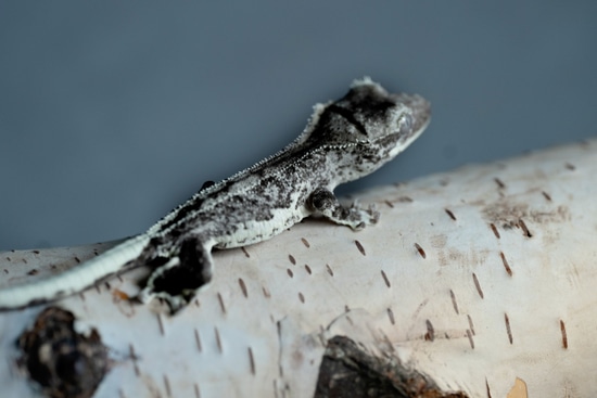 Phantom Lilly White Axanthic Crested Gecko by My Little Monster
