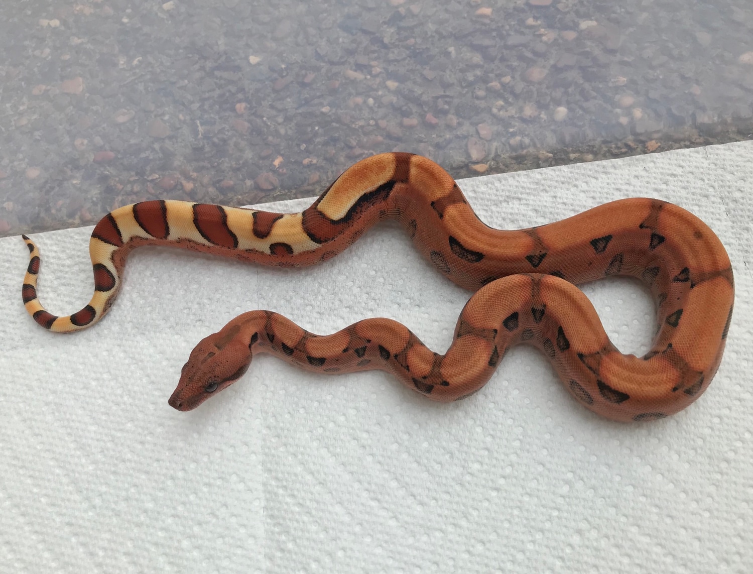 Super Marron Jungle Boa Constrictor by Relic Boas - MorphMarket
