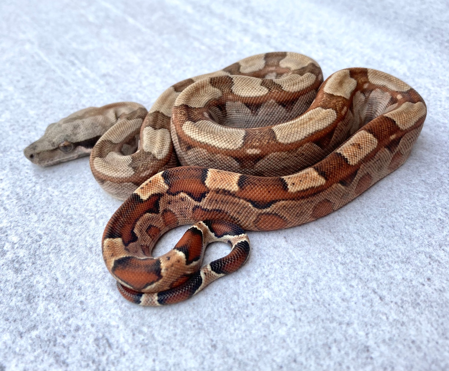 Raptor Keywest Het VPI Boa Constrictor by Relic Boas LLC - MorphMarket