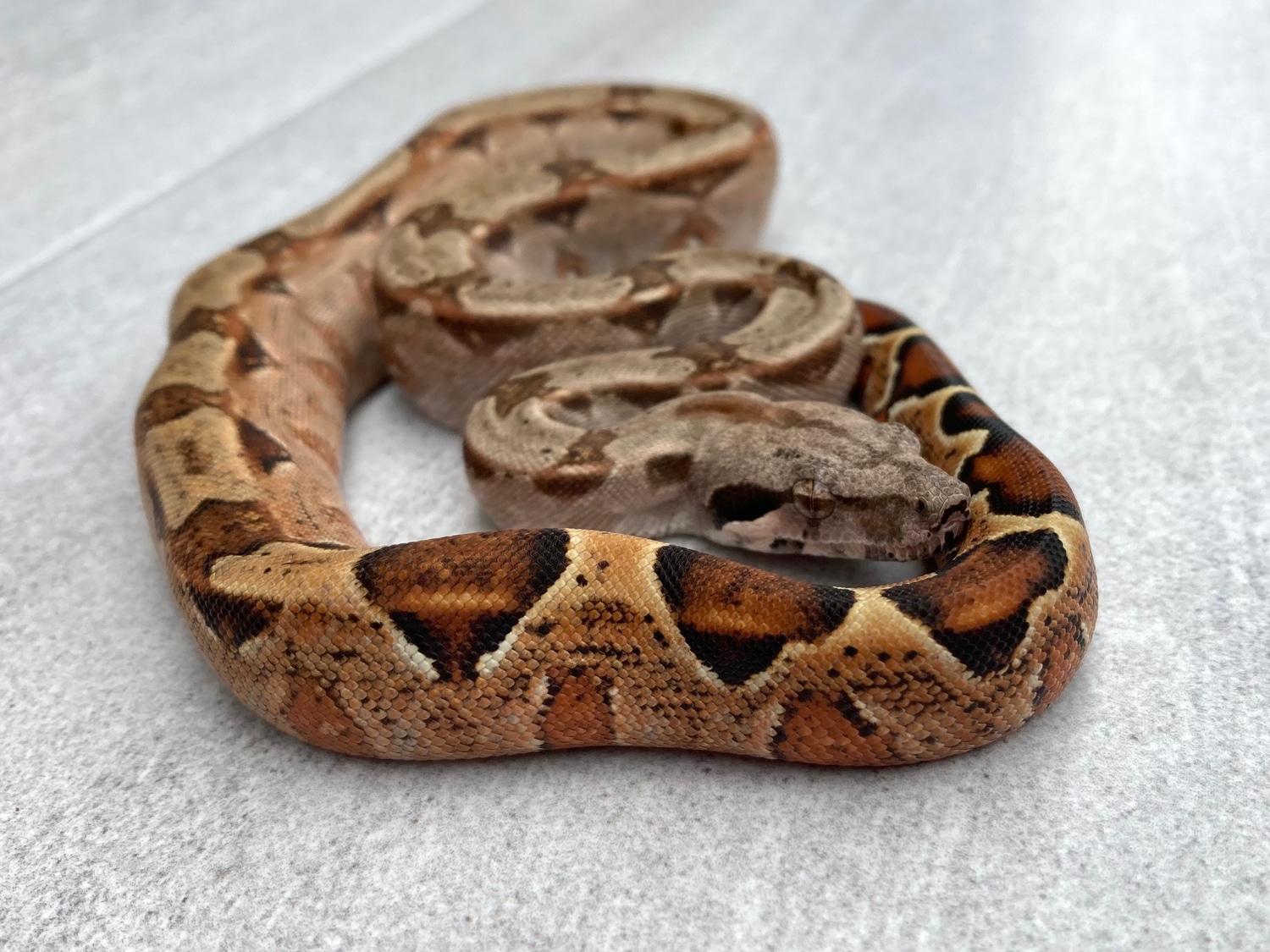 Raptor 100% VPI Boa Constrictor by Relic Boas - MorphMarket