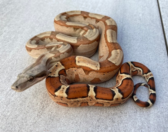 Keywest Raptor Probable Jungle Het VPI Boa Constrictor by Relic Boas
