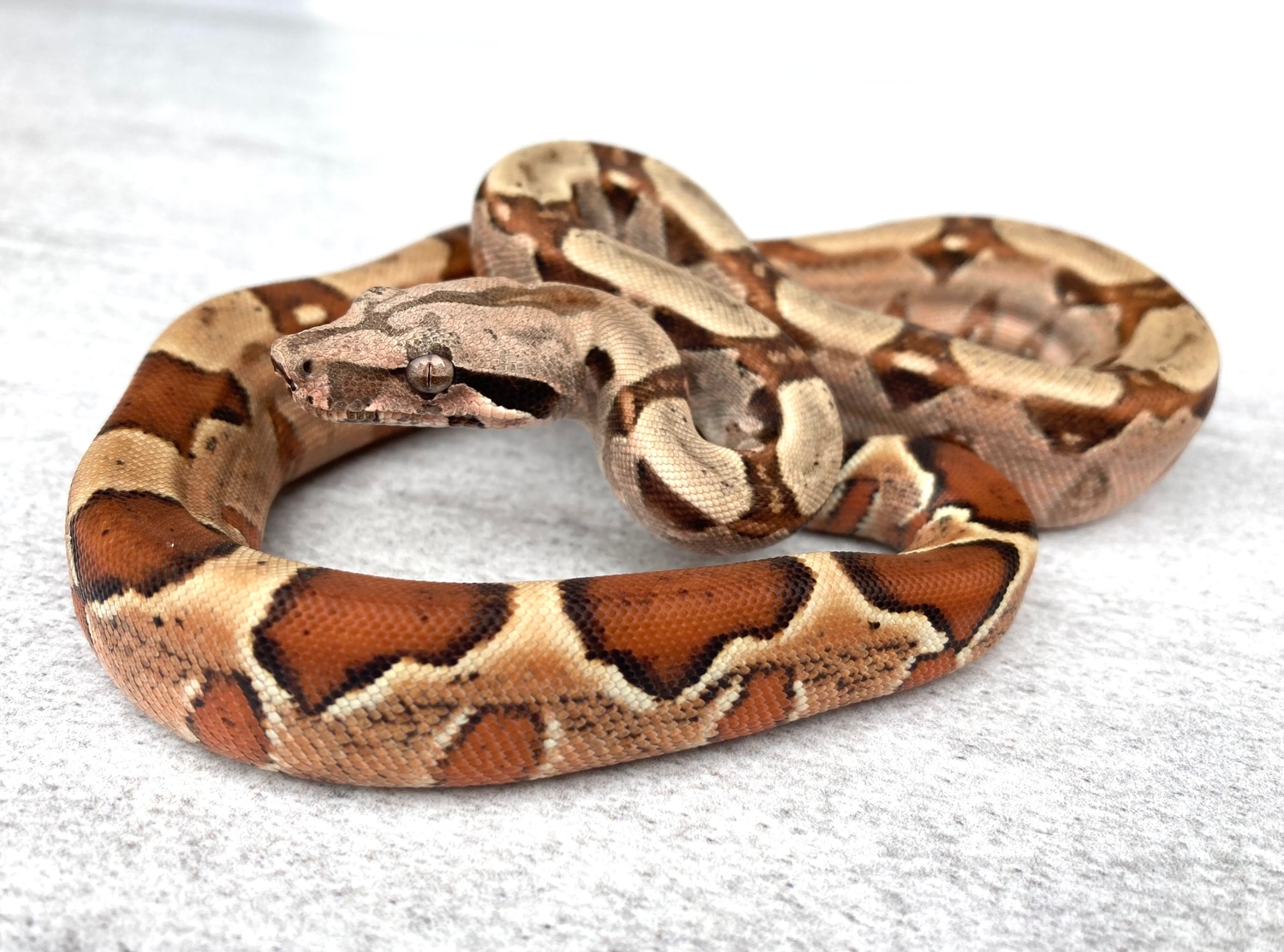 Pos Jungle Raptor 100% Het VPI Boa Constrictor by Relic Boas LLC - MorphMarket