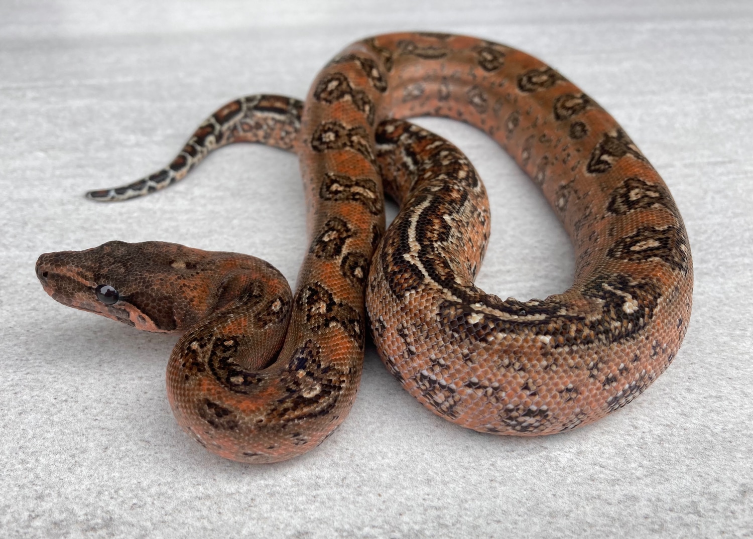 Leopard Boa Constrictor by Relic Boas LLC - MorphMarket