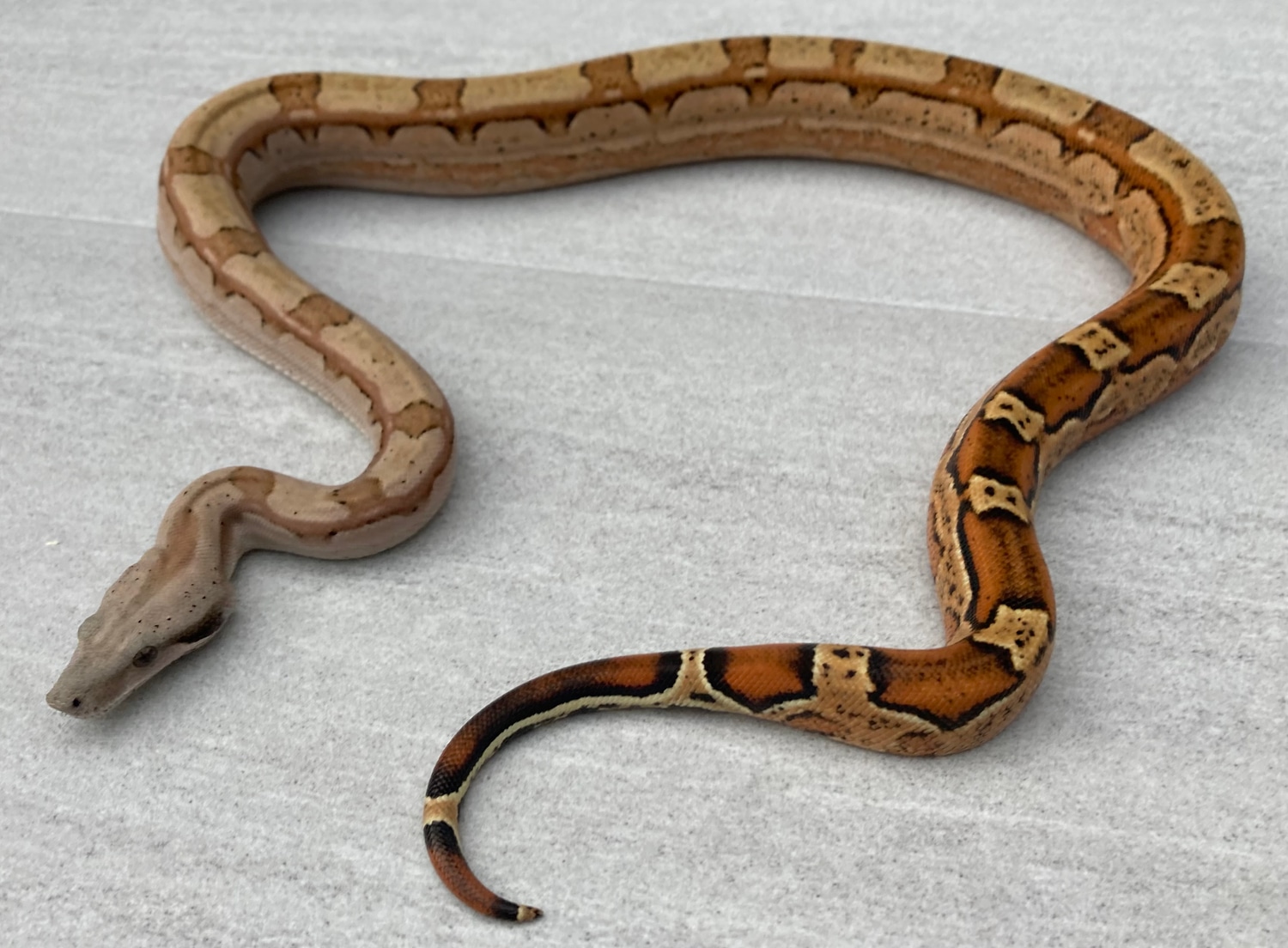 Keywest Raptor 100% Het VPI Boa Constrictor by Relic Boas LLC - MorphMarket