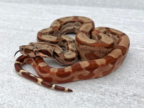Hypo Inca 100% Het VPI Boa Constrictor by Relic Boas