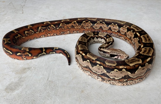 Super Raptor - PROVEN Boa Constrictor by Relic Boas