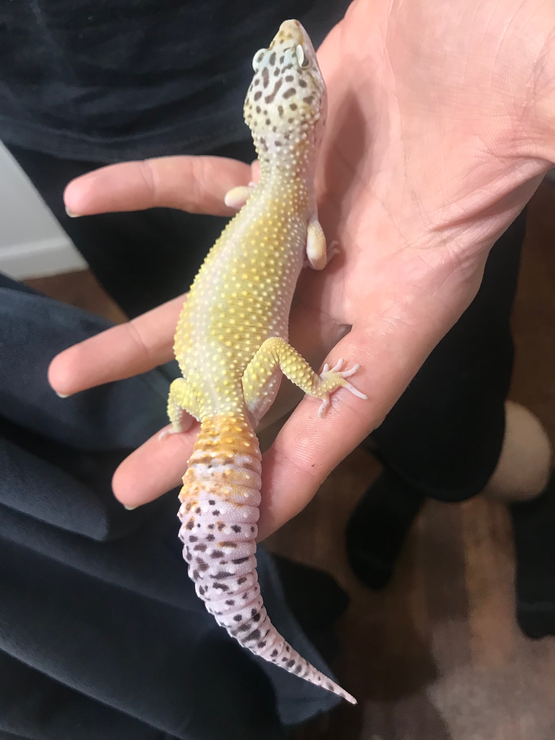 Super Hypo Baldy Tangerine Carrot Tail Leopard Gecko by Ruthless ...