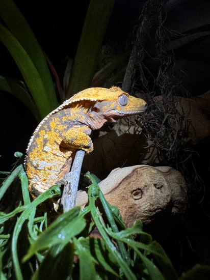 Extreme Harlequin/Pinstripe/Tricolor (Serabe) Crested Gecko by REM Reptiles