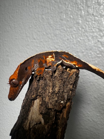 GORGEOUS!! Black Base Super Stripe (Pos Soft Scale) Crested Gecko by ...