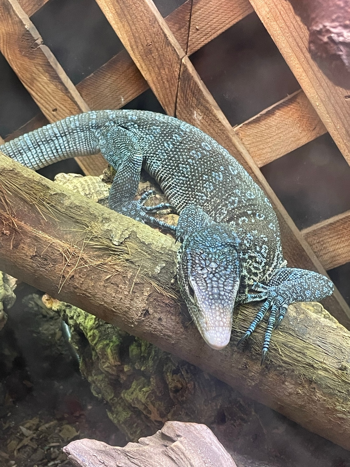 CB Male Blue Tree Monitor by Kings Dragons - MorphMarket