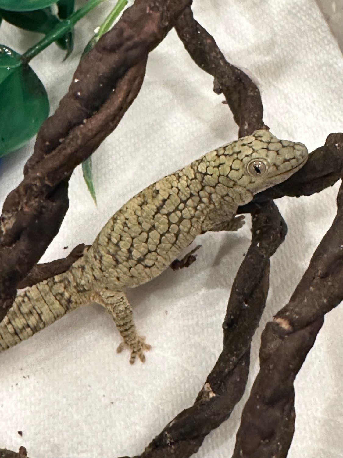 2 Female E. Occidentalis RTB Eurydactylodes Gecko by Kings Dragons ...