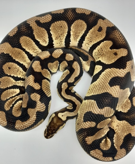 Pastel 100% Het Clown Ball Python by Kings&Royals