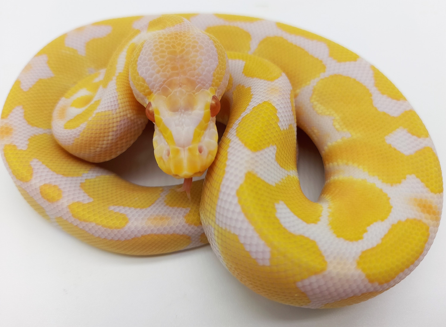 CB22 Albino Male Ball Python by Kings&Royals - MorphMarket