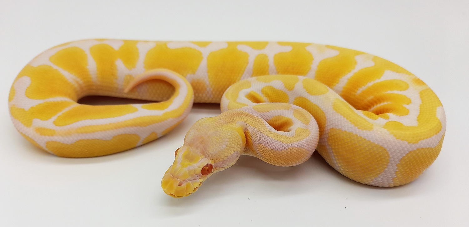 Cb22 Albino Pastel Ball Python By Kingsandroyals Morphmarket